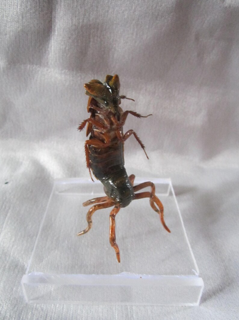 Taxidermy Insect Taxidermy Insect Alien Strange Cabinet of - Etsy