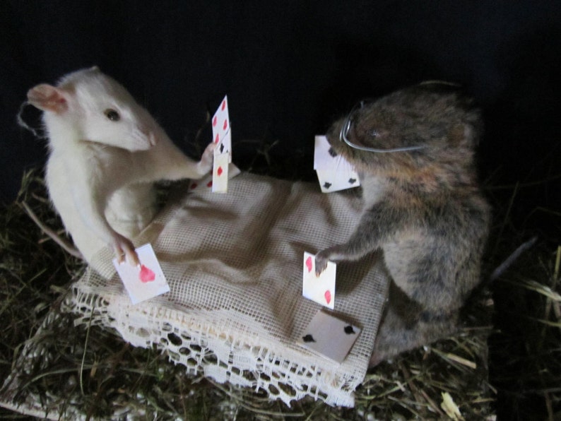 Taxidermy rat card player taxidermy rat cabinet curiosity | Etsy
