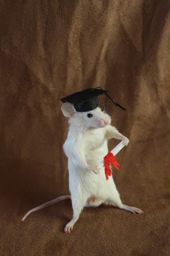Taxidermy Mouse Graduated School Taxidermy Mouse Rat School - Etsy