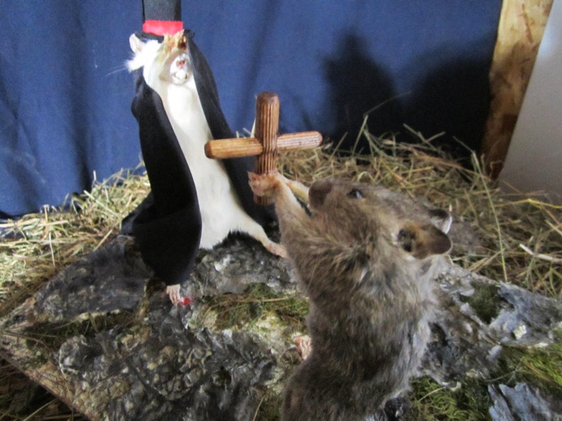 Taxidermy rat vampire taxidermy rat cabinet curiosity oddities | Etsy