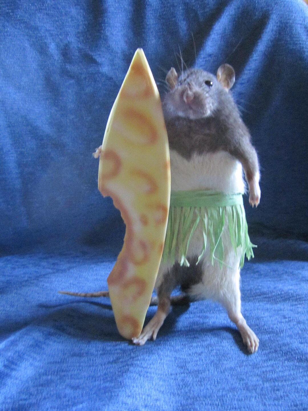 Taxidermy Rat Surfer Taxidermy Anthropomorphic Rat Curiosity Oditties ...