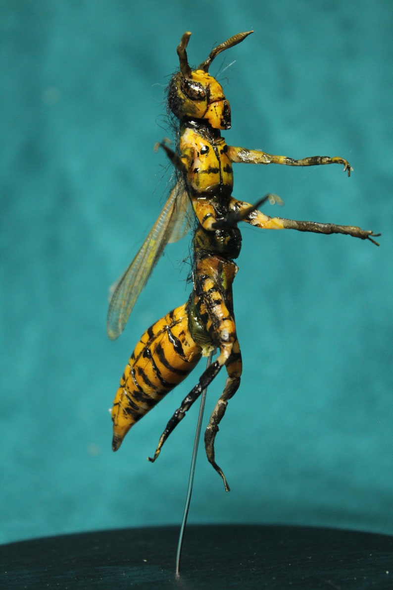 Taxidermy Fake Insect Alien Hornet Guepe Realistic Bizarre Art - Etsy