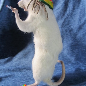 Rata taxidermia, taxidermia rasta, rata antropomórfica, curiosidades ...