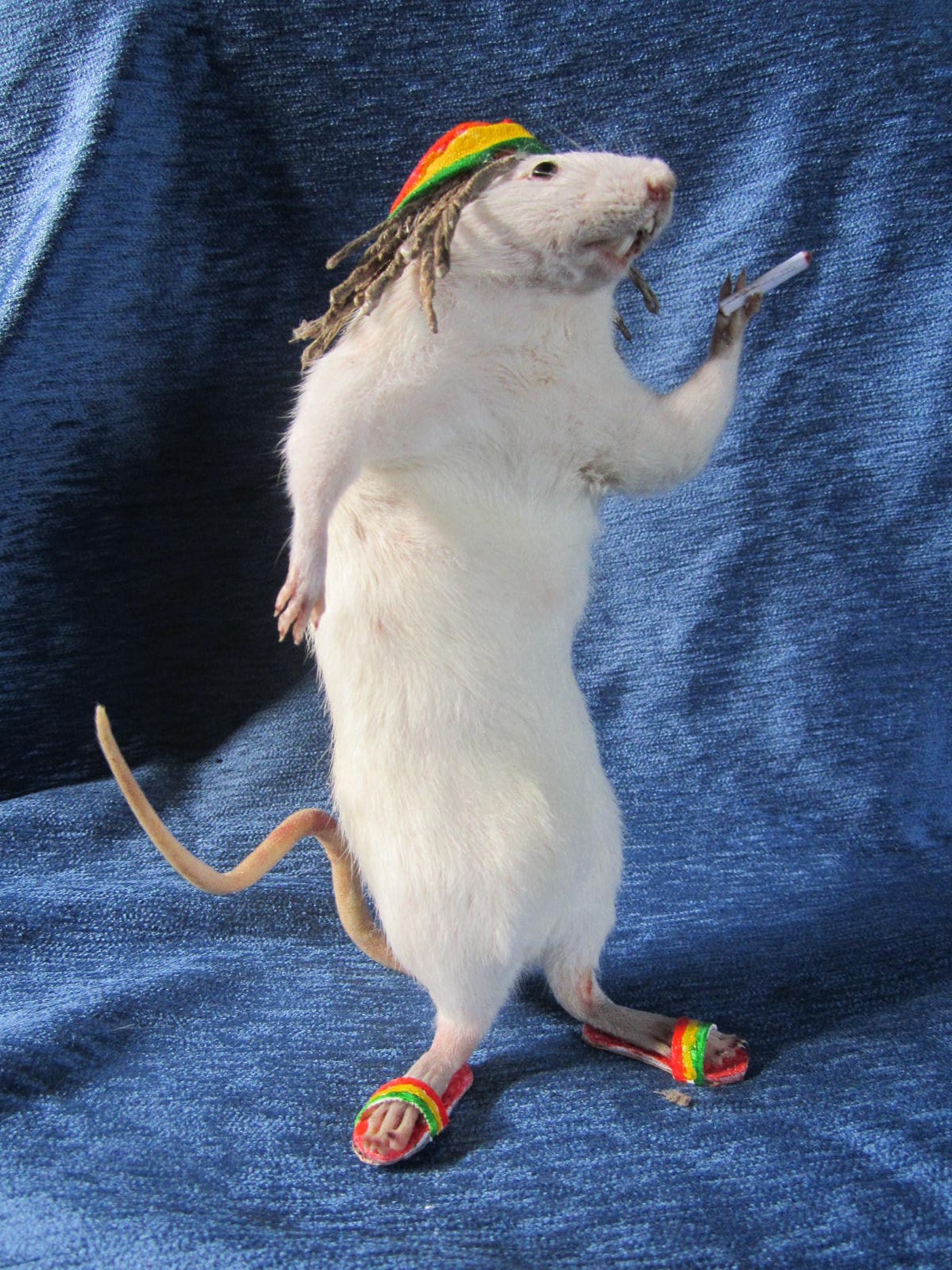Taxidermy Rat Rasta Taxidermy Anthropomorphic Rat Curiosity - Etsy