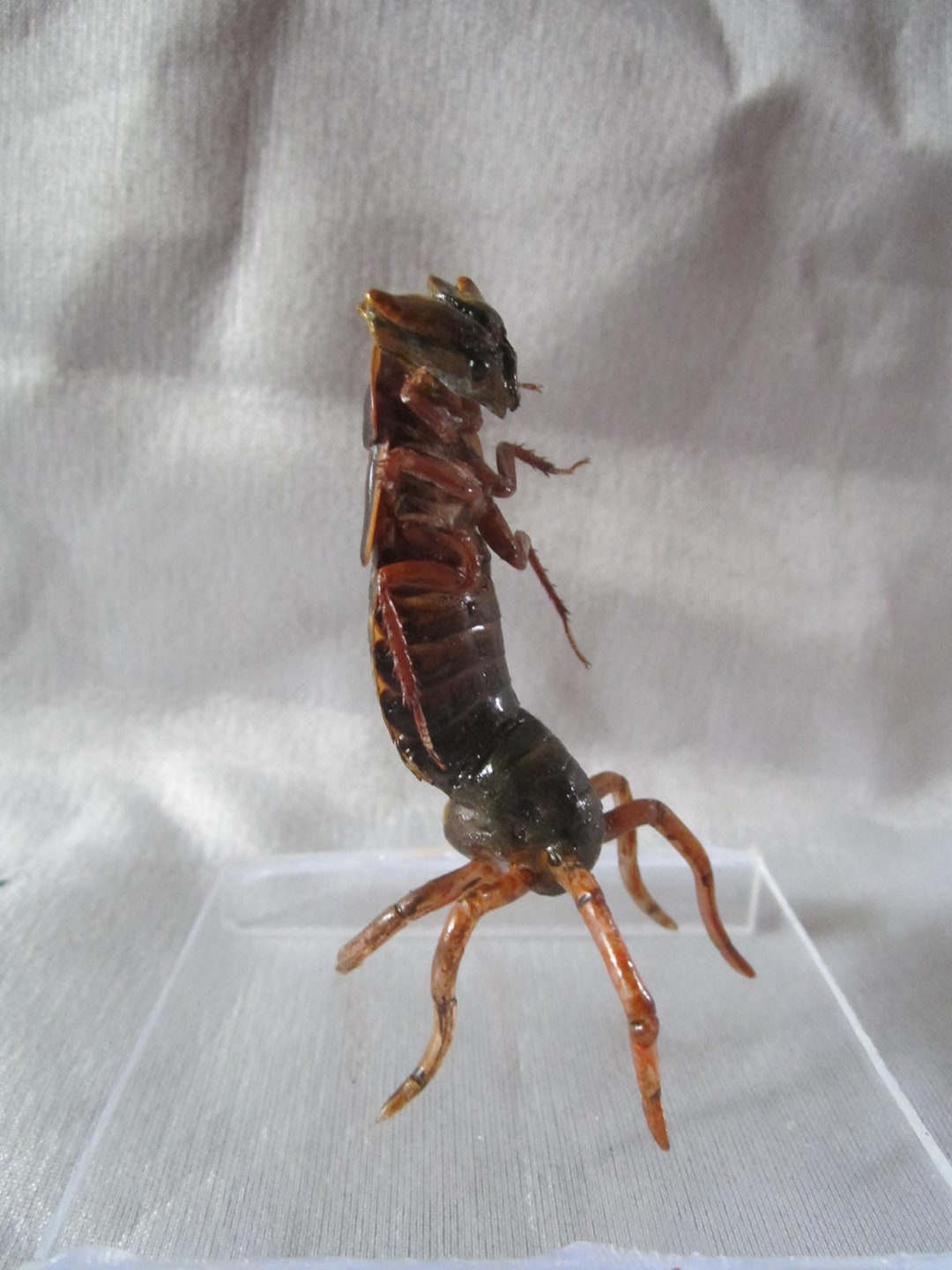 Taxidermy Insect Taxidermy Insect Alien Strange Cabinet of Curiosities ...