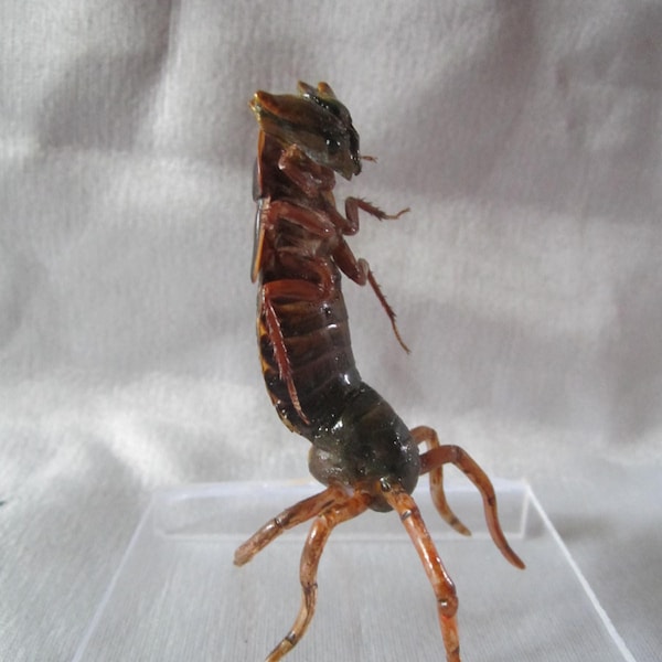 Insect Taxidermy - Etsy