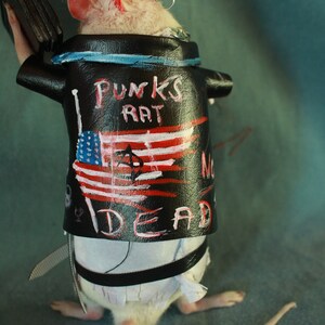 Taxidermy Rat Punk Radio Taxidermy Rat Punk Cabinet of Curiosities ...