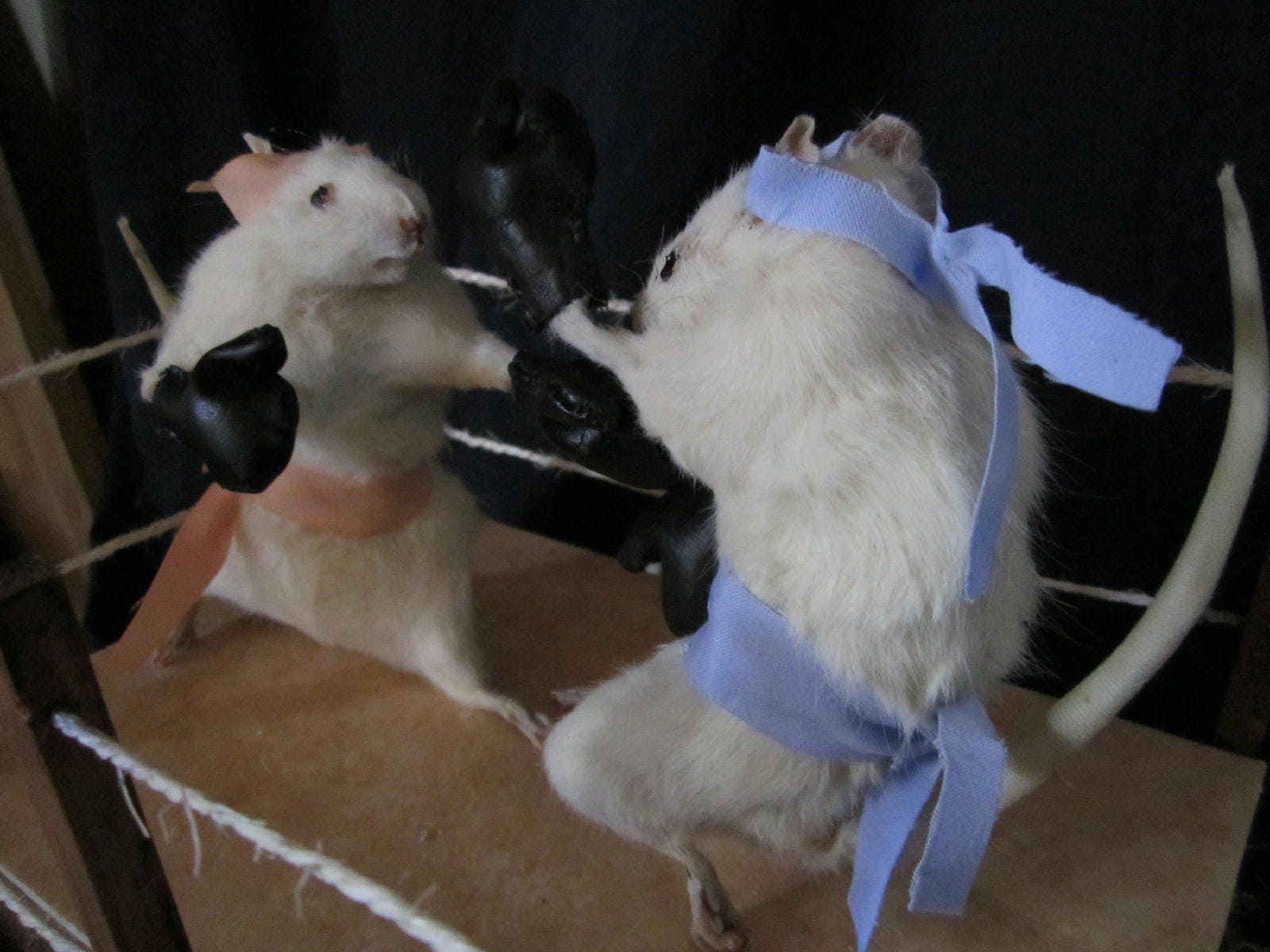 Taxidermy Rat Player Boxing Taxidermy Rat Curiosity Oditties - Etsy UK