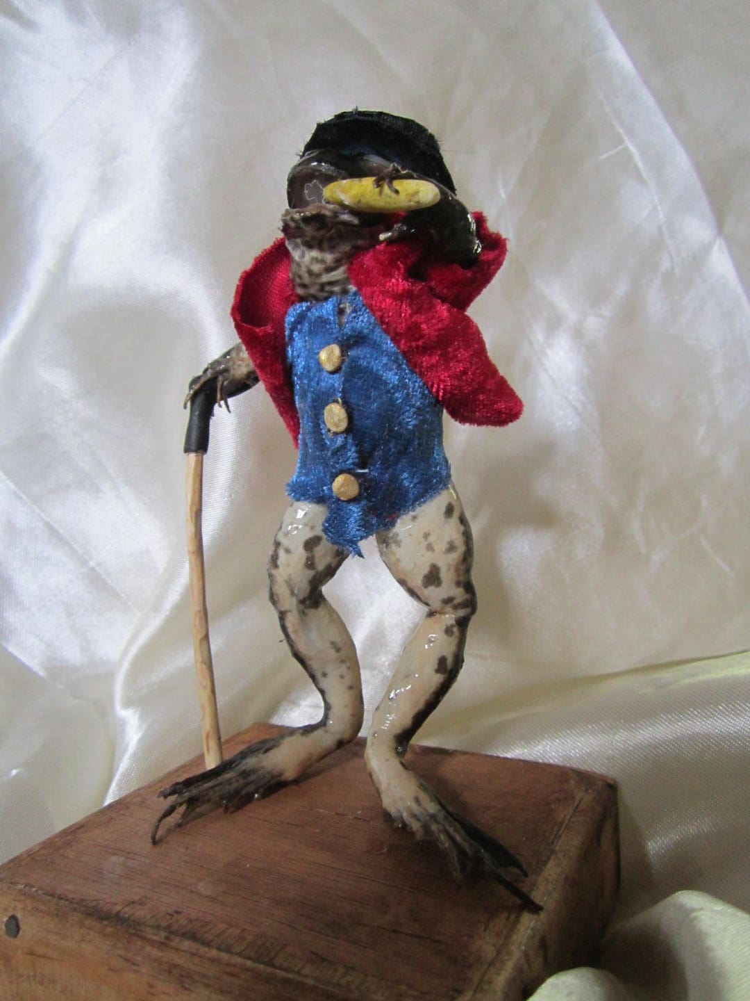 Taxidermy Frog Dandy Taxidermy Frog Curiosity Oditties - Etsy