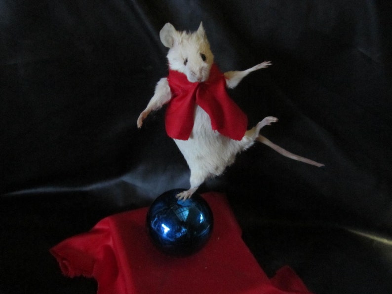 Taxidermy Rat Circus Tightrope Taxidermy Anthropomorphic Rat Curiosity ...