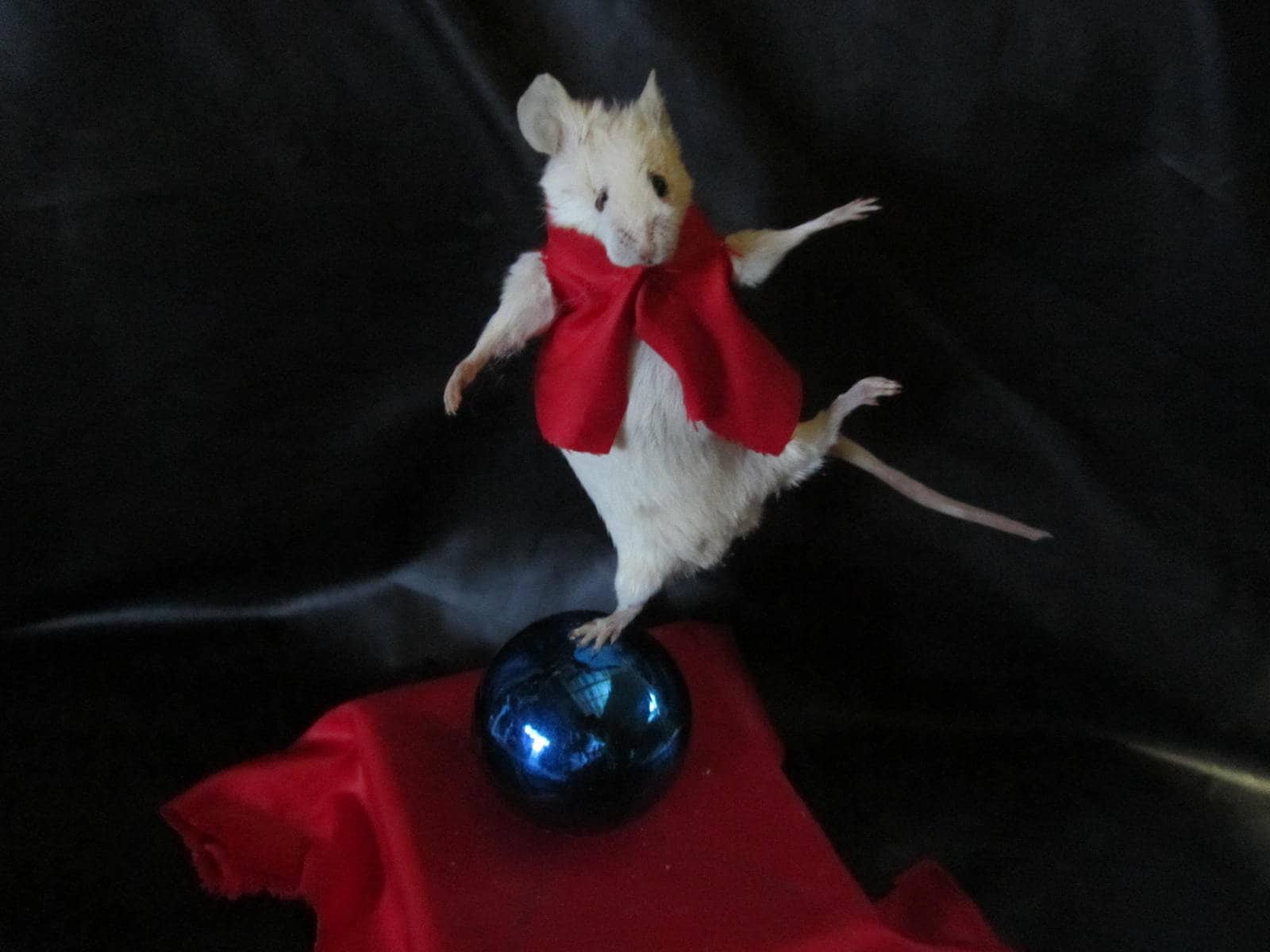 Taxidermy Rat Circus Tightrope Taxidermy Anthropomorphic Rat Curiosity Oditties - Etsy