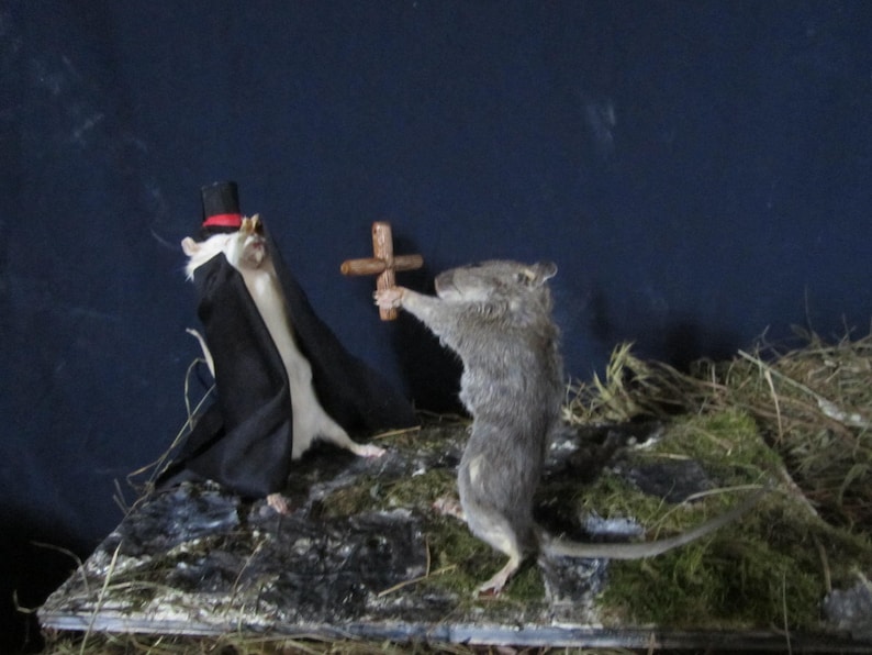 Taxidermy rat vampire taxidermy rat cabinet curiosity oddities | Etsy