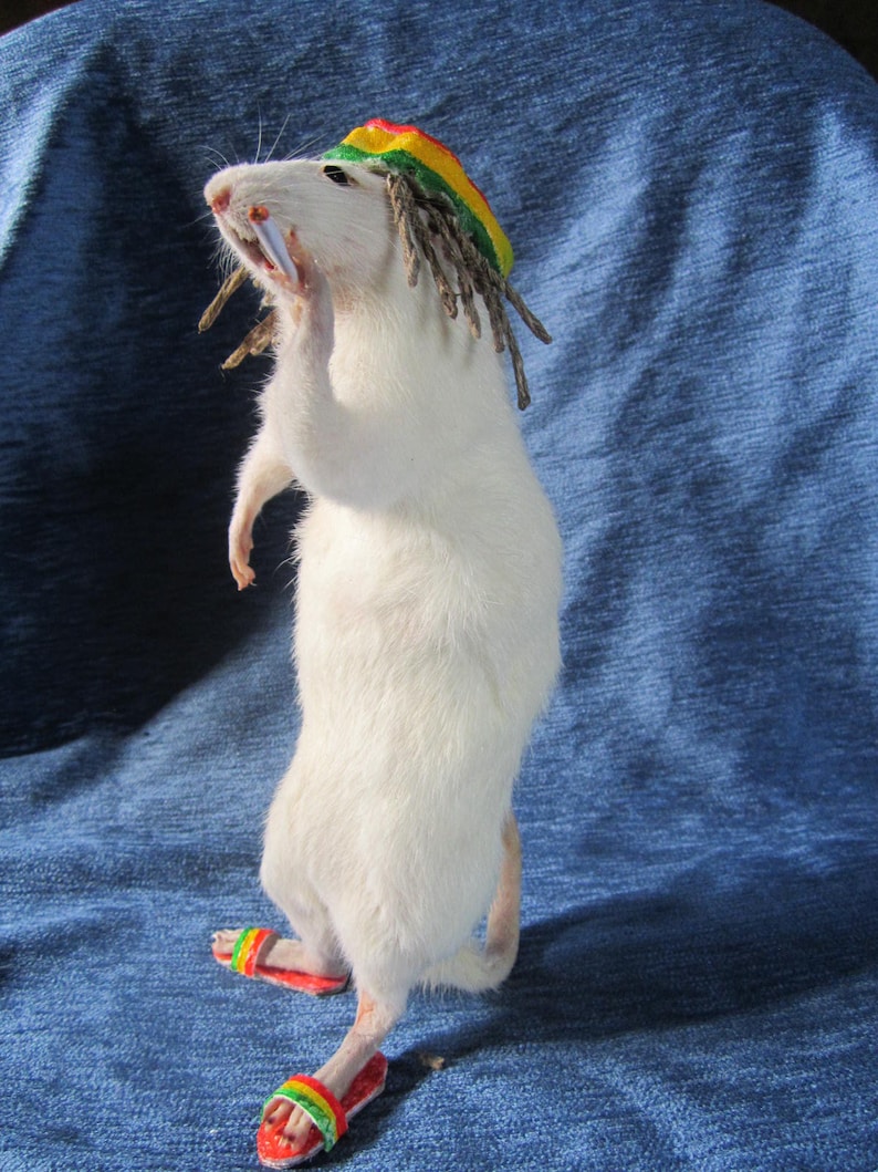 Taxidermy Rat Rasta Taxidermy Anthropomorphic Rat Curiosity Oditties - Etsy