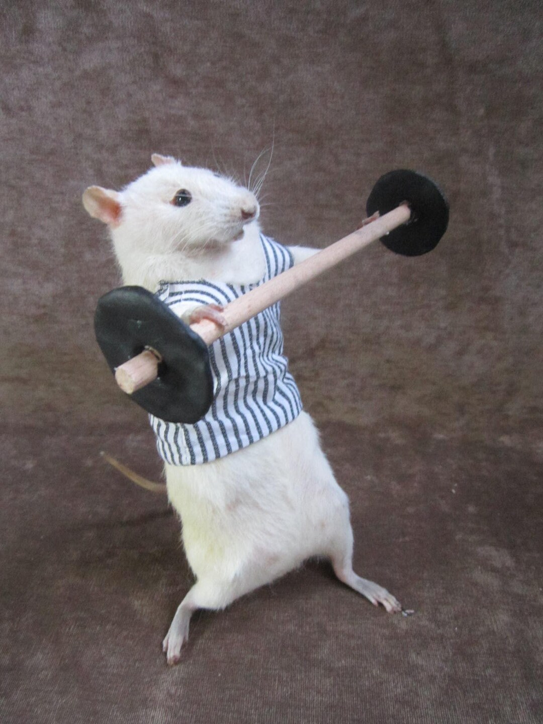 Taxidermy Rat Dumbbell Bodybuilding Taxidermy Rat Cabinet of ...