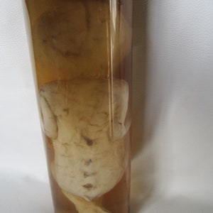 Alien Taxidermy Alien Taxidermy Cabinet of Curiosities Oditties - Etsy