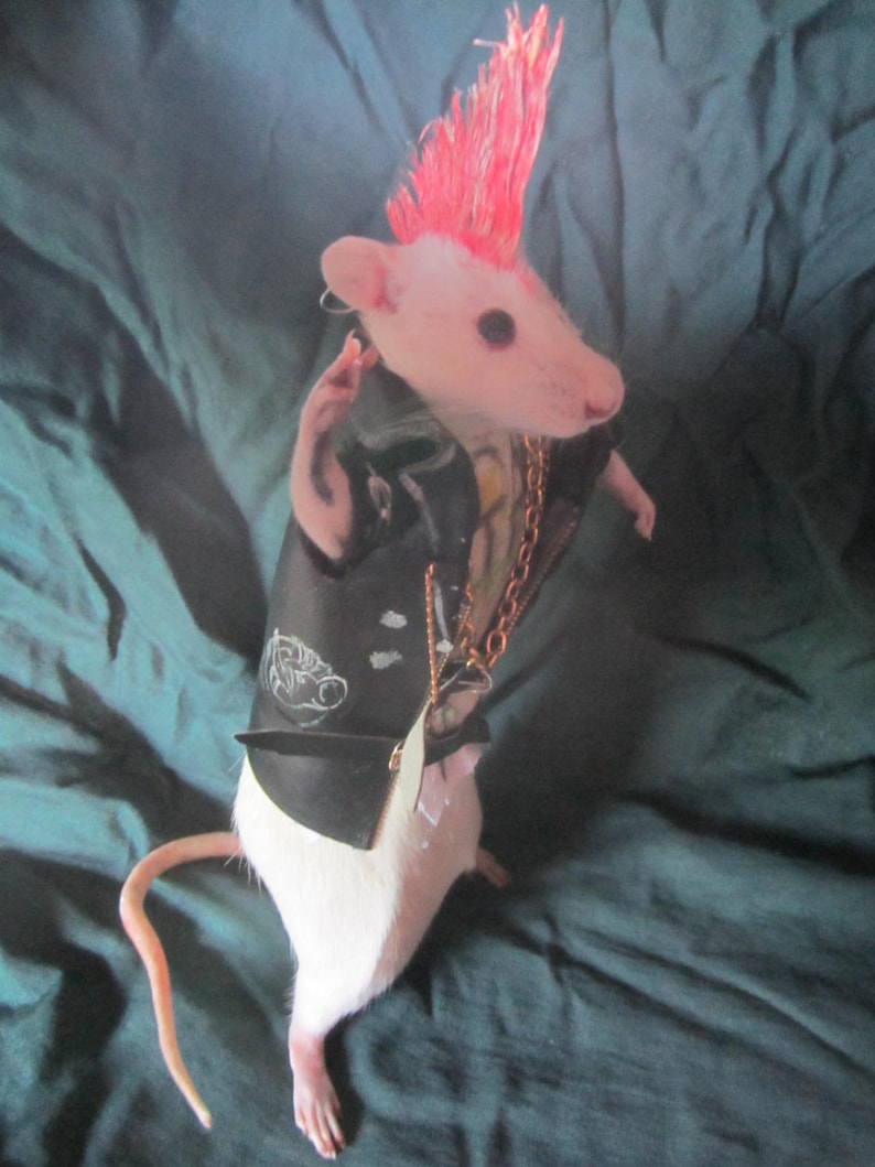 Taxidermie Rat Punk Taxidermy Rat Punk Cabinet of Curiosity - Etsy