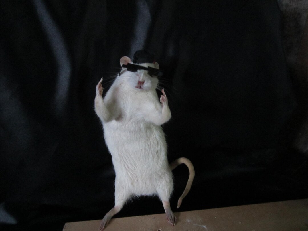 Rebel Rat Taxidermy Rat Taxidermy Cabinet of Curiosity - Etsy