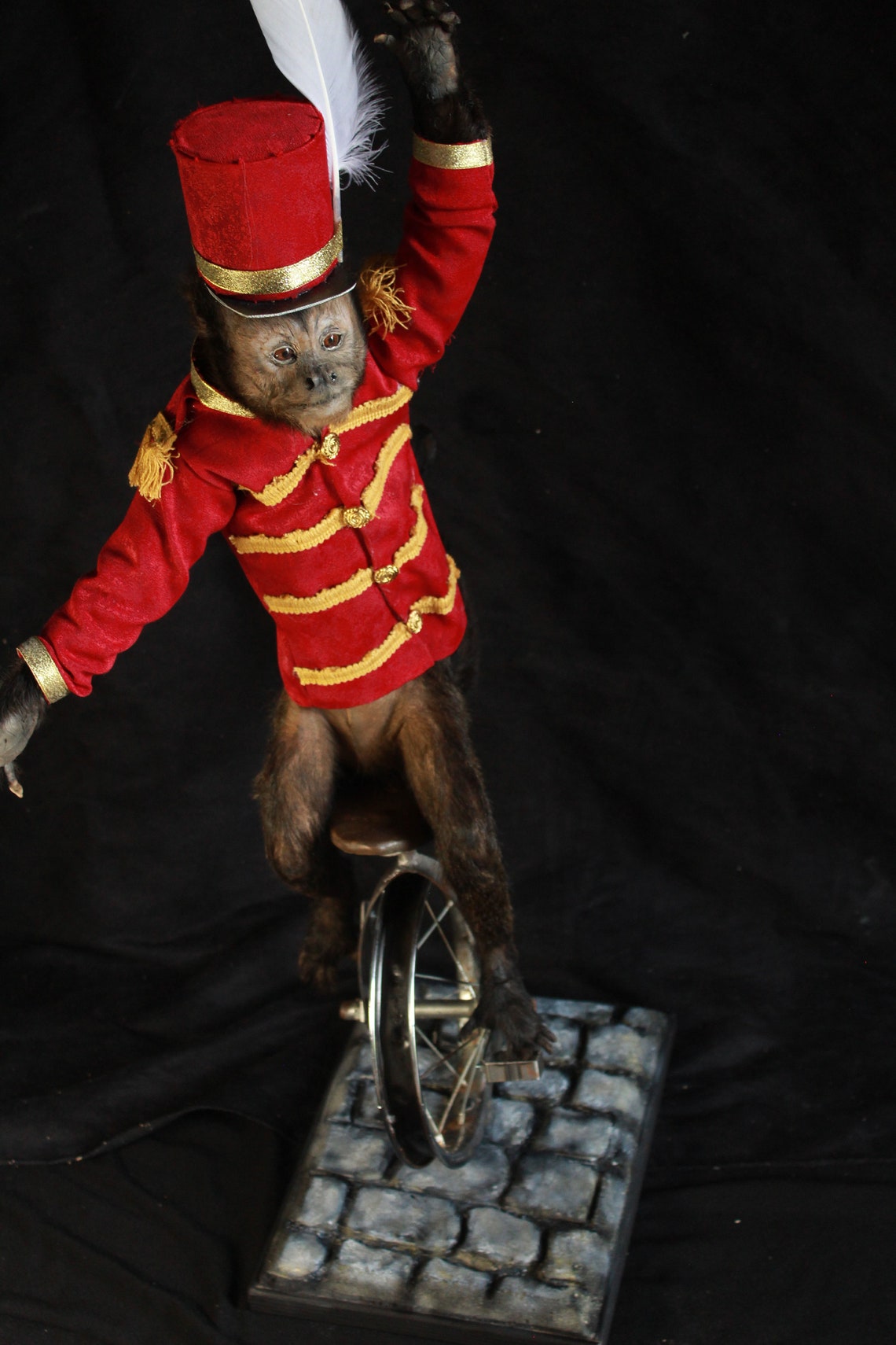 Taxidermy monkey circus capuchin circus cabinet of curiosity | Etsy