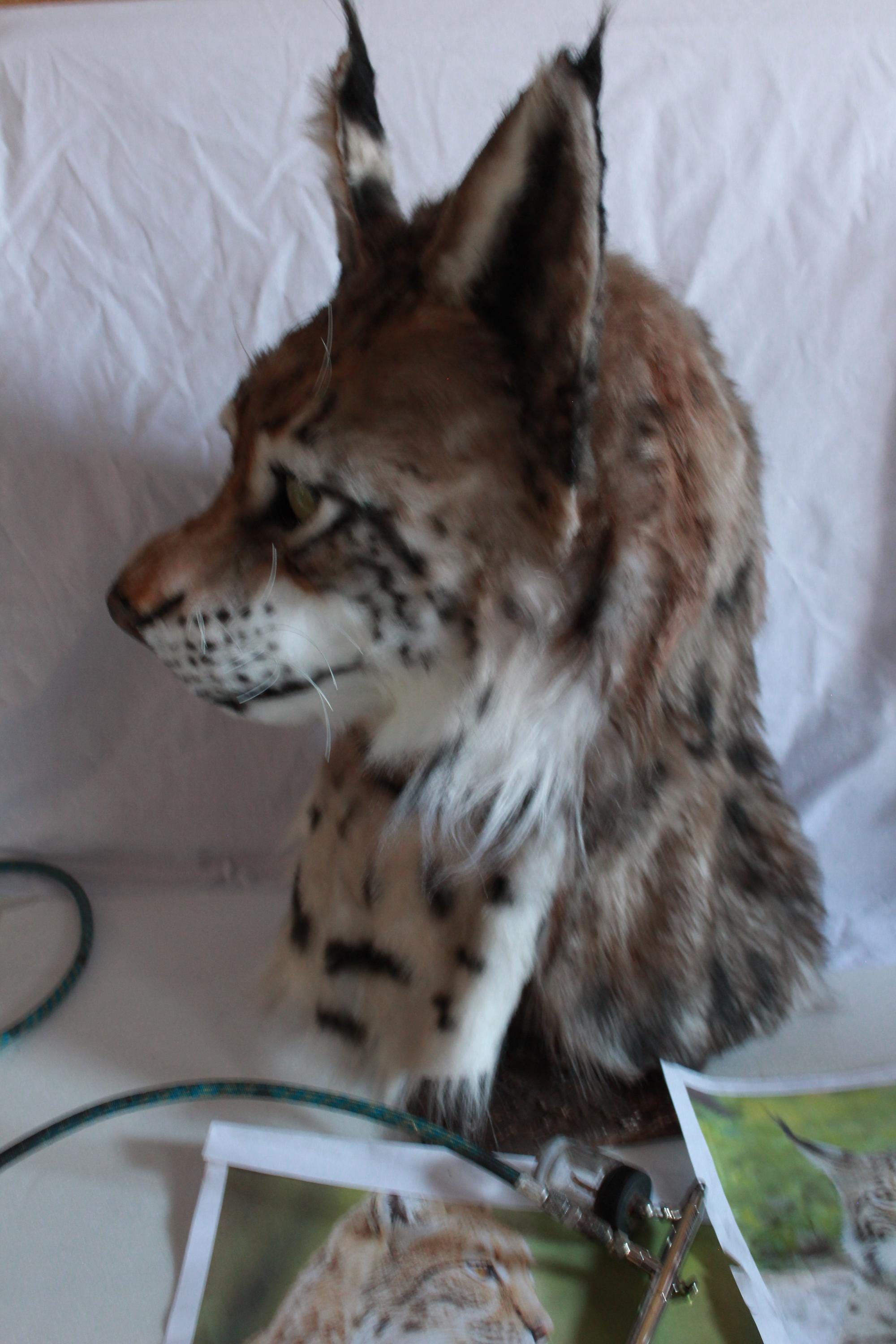 Lynx Fursuit Mask. Realistic Fur Costume. Lynx Fursuit Head. Halloween ...