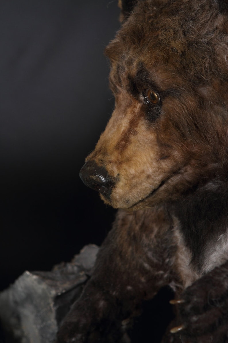 Fake Taxidermy Saumom Taxidermy Cabinet of Curiosities Bear | Etsy