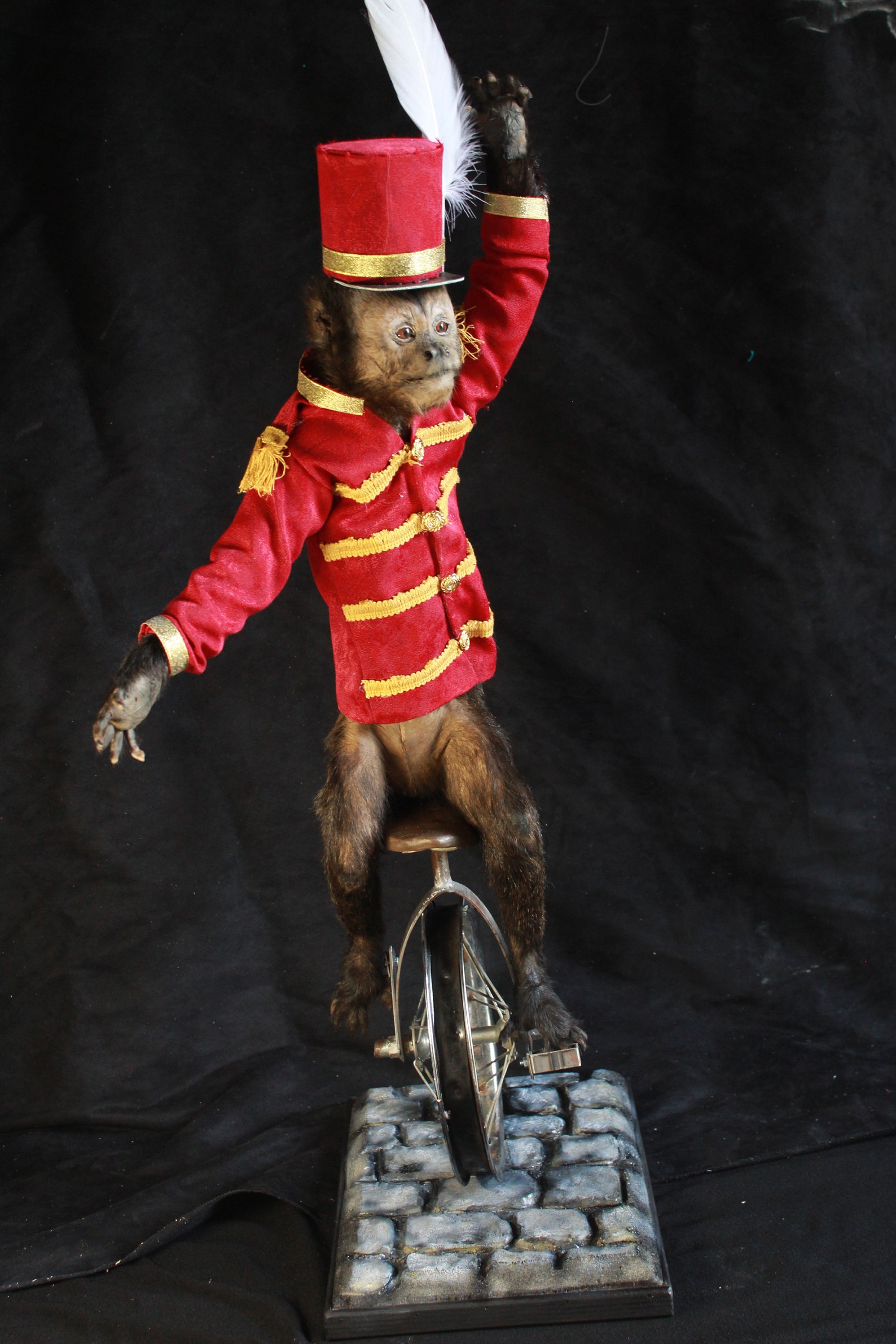 Taxidermy monkey circus capuchin circus cabinet of curiosity | Etsy