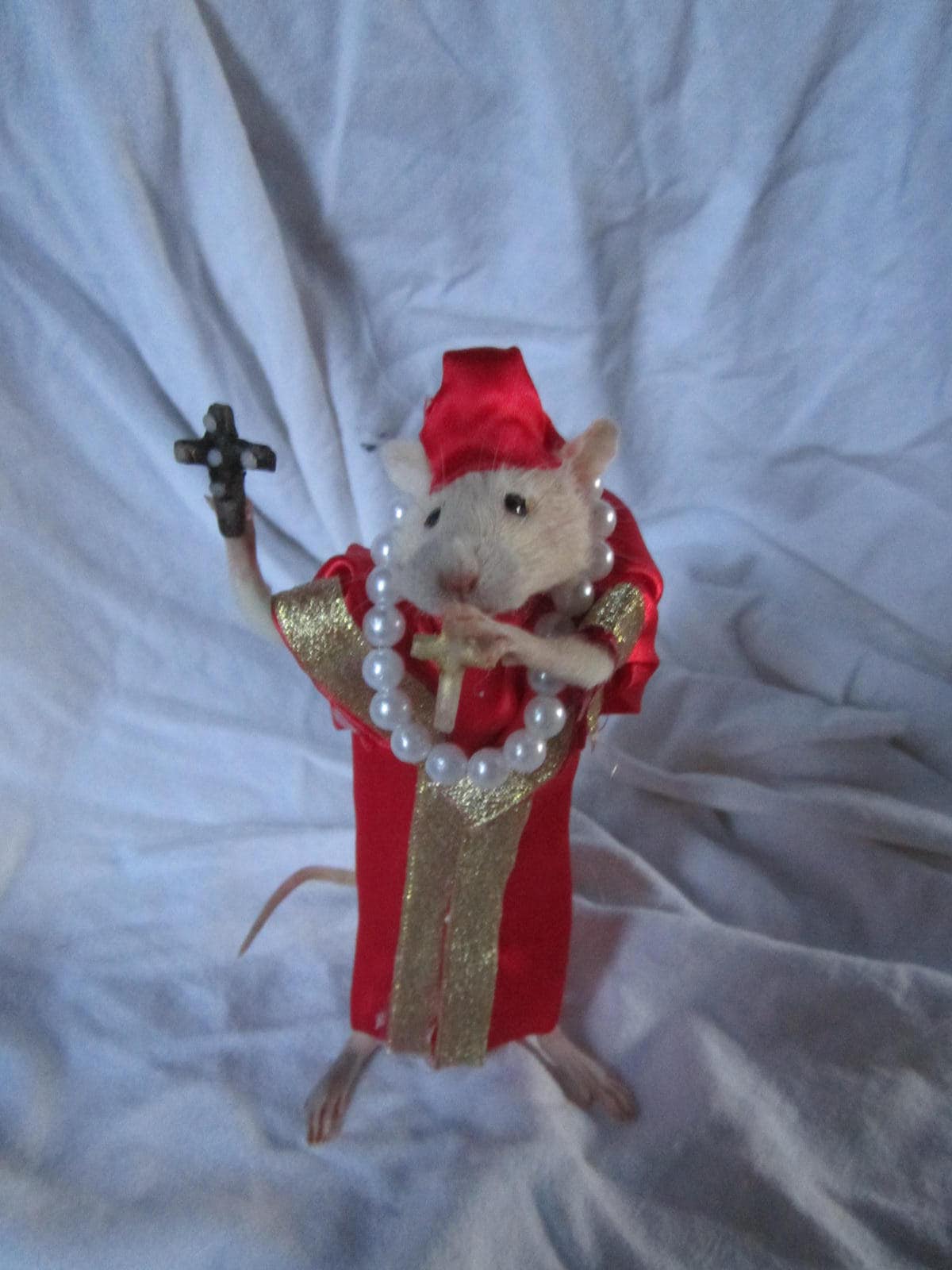 Taxidermy Curiosity Rat Cardinal Taxidermy Rat Cabinet of | Etsy Australia