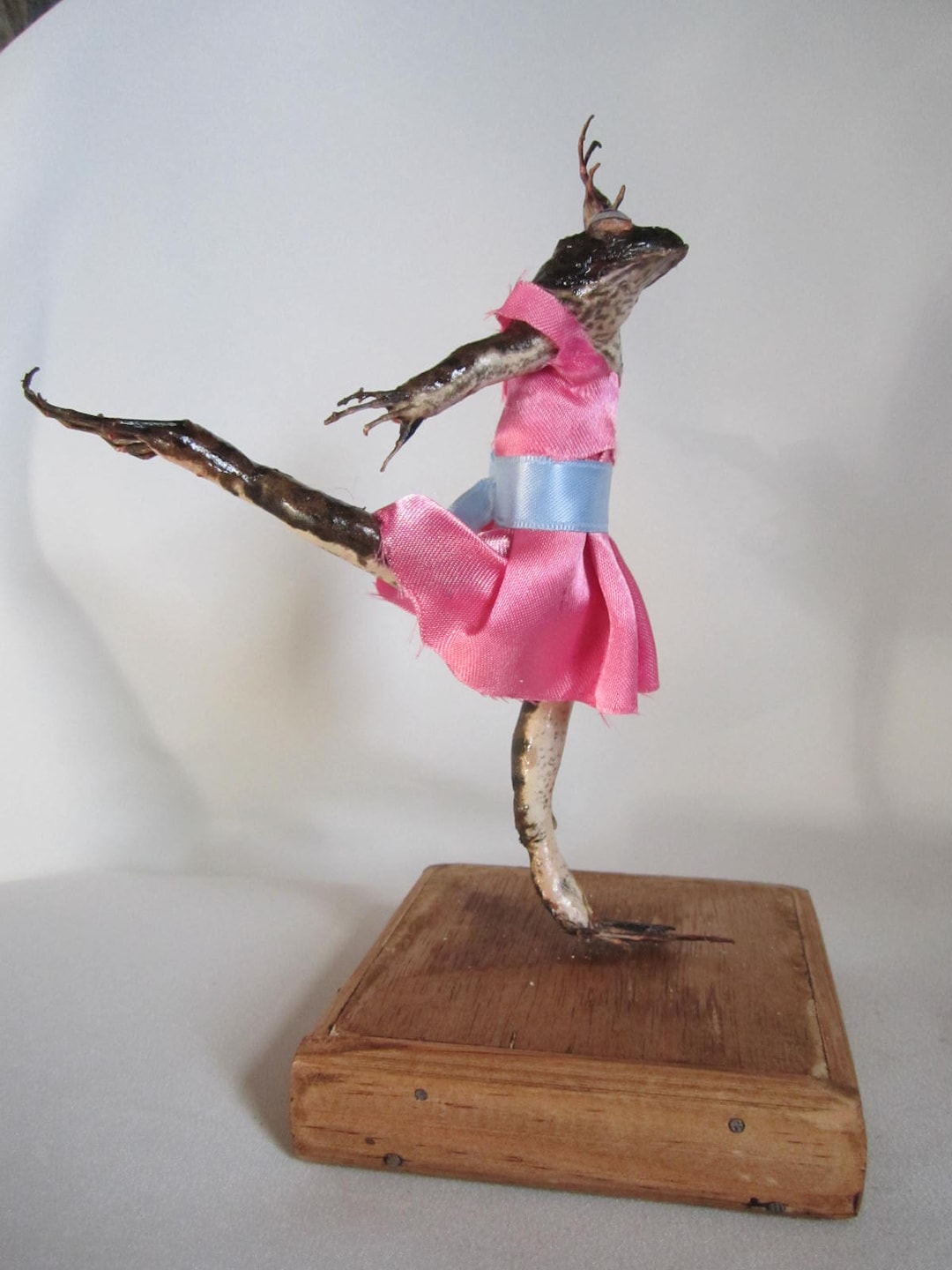 Taxidermy Frog Dancing Ballerina Curiosity Oditties - Etsy