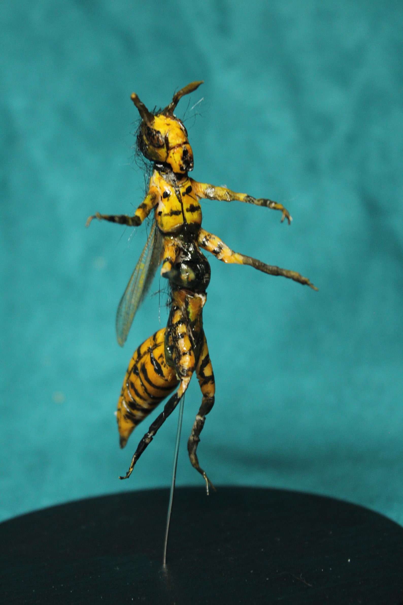 Taxidermie faux insecte alien frelon guepe réaliste | Etsy