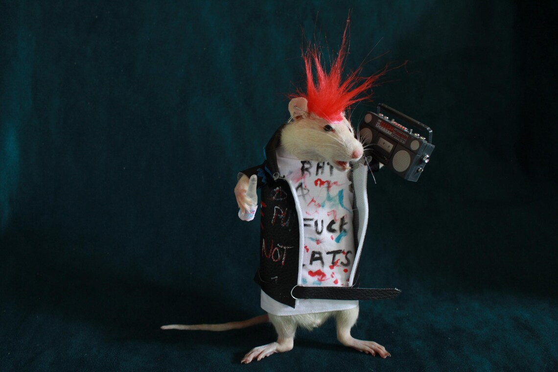 Taxidermy Rat Punk Radio Taxidermy Rat Punk Cabinet of Curiosities ...
