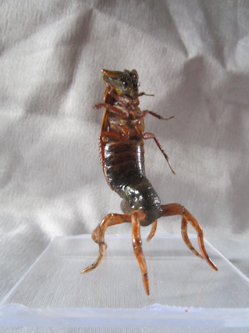 Taxidermy Insect Taxidermy Insect Alien Strange Cabinet of - Etsy