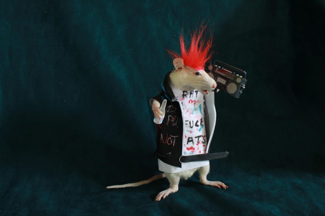 Taxidermy Rat Punk Radio Taxidermy Rat Punk Cabinet of Curiosities ...
