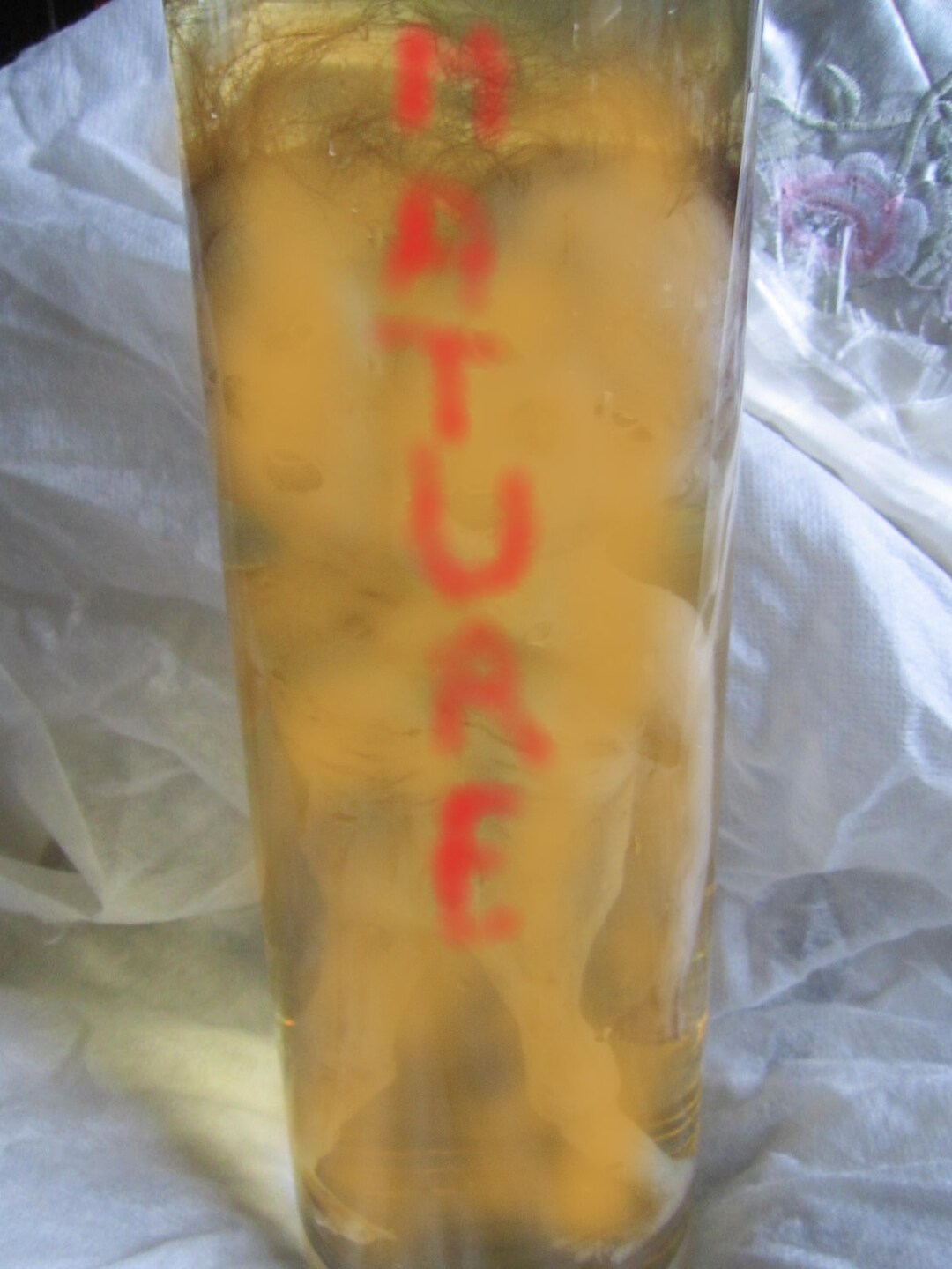 Alien Taxidermy Alien Taxidermy Cabinet of Curiosities - Etsy