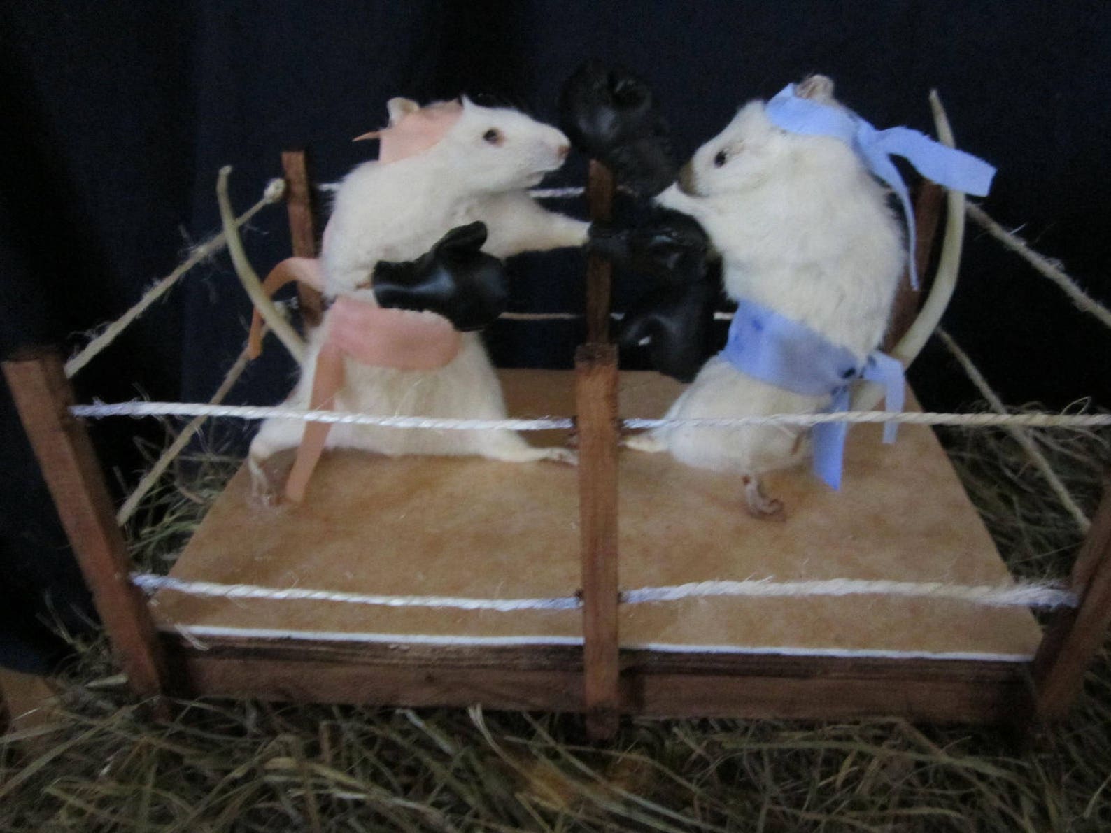 Taxidermy Rat Player Boxing Taxidermy Rat Curiosity Oditties - Etsy