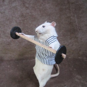 Taxidermy Rat Dumbbell Bodybuilding Taxidermy Rat Cabinet of ...