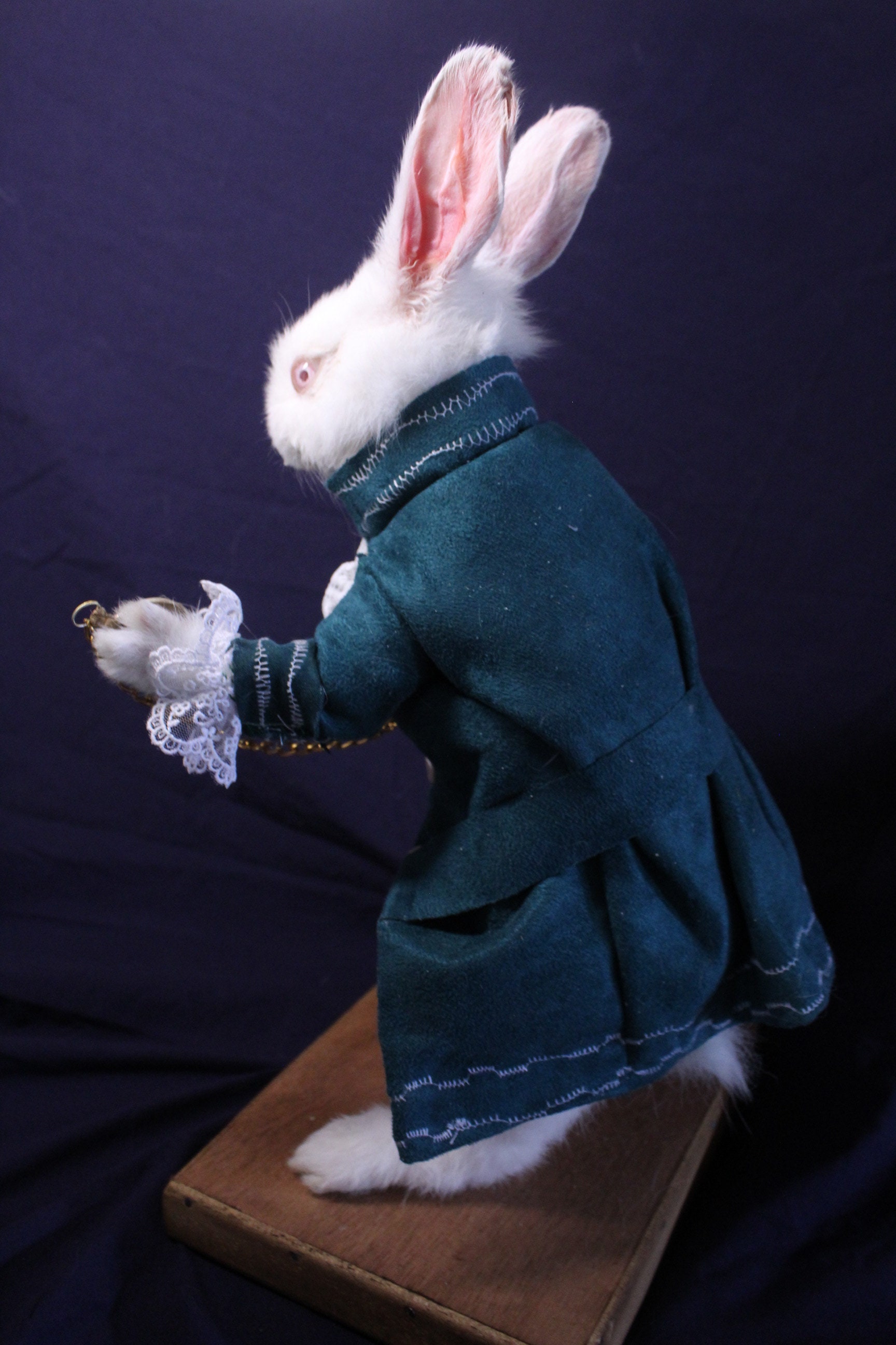 Taxidermy Rabbit Tale Wonderland Rodent Taxidermy Rabbit - Etsy Australia