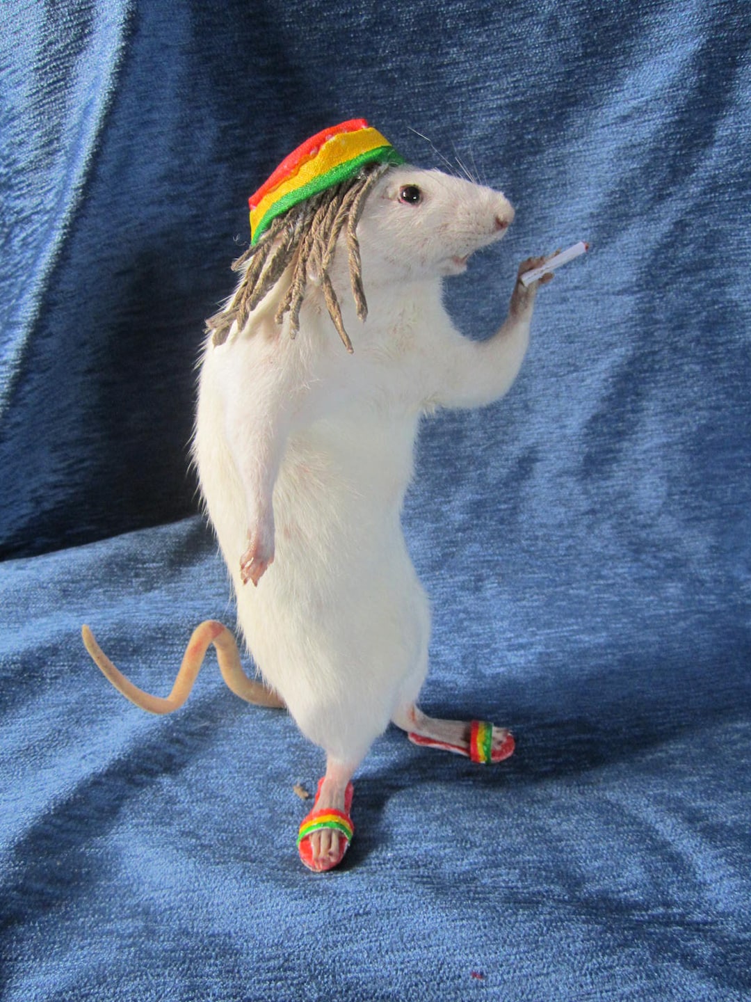 Taxidermy Rat Rasta Taxidermy Anthropomorphic Rat Curiosity Oditties - Etsy