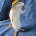 Taxidermy Rat Rasta Taxidermy Anthropomorphic Rat Curiosity Oditties - Etsy