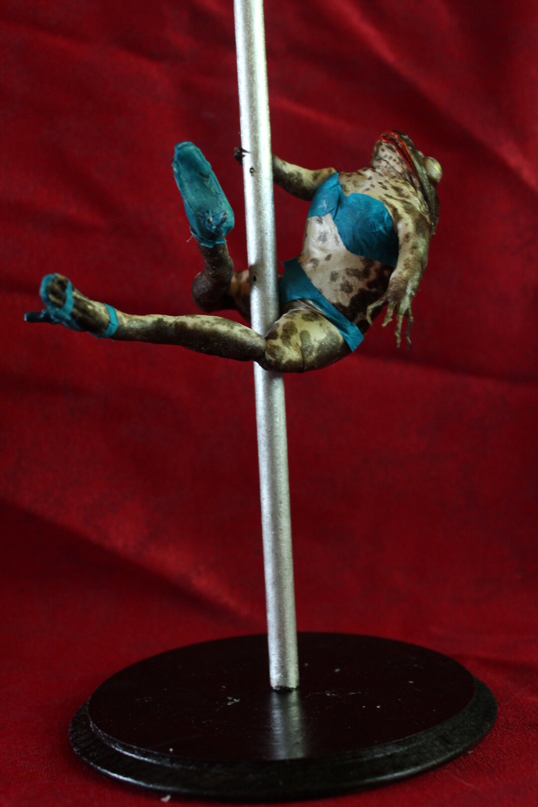 Taxidermy Frog Stripper in Heel Taxidermy Frog Pole Dance Sexy Curiosity Oditties - Etsy