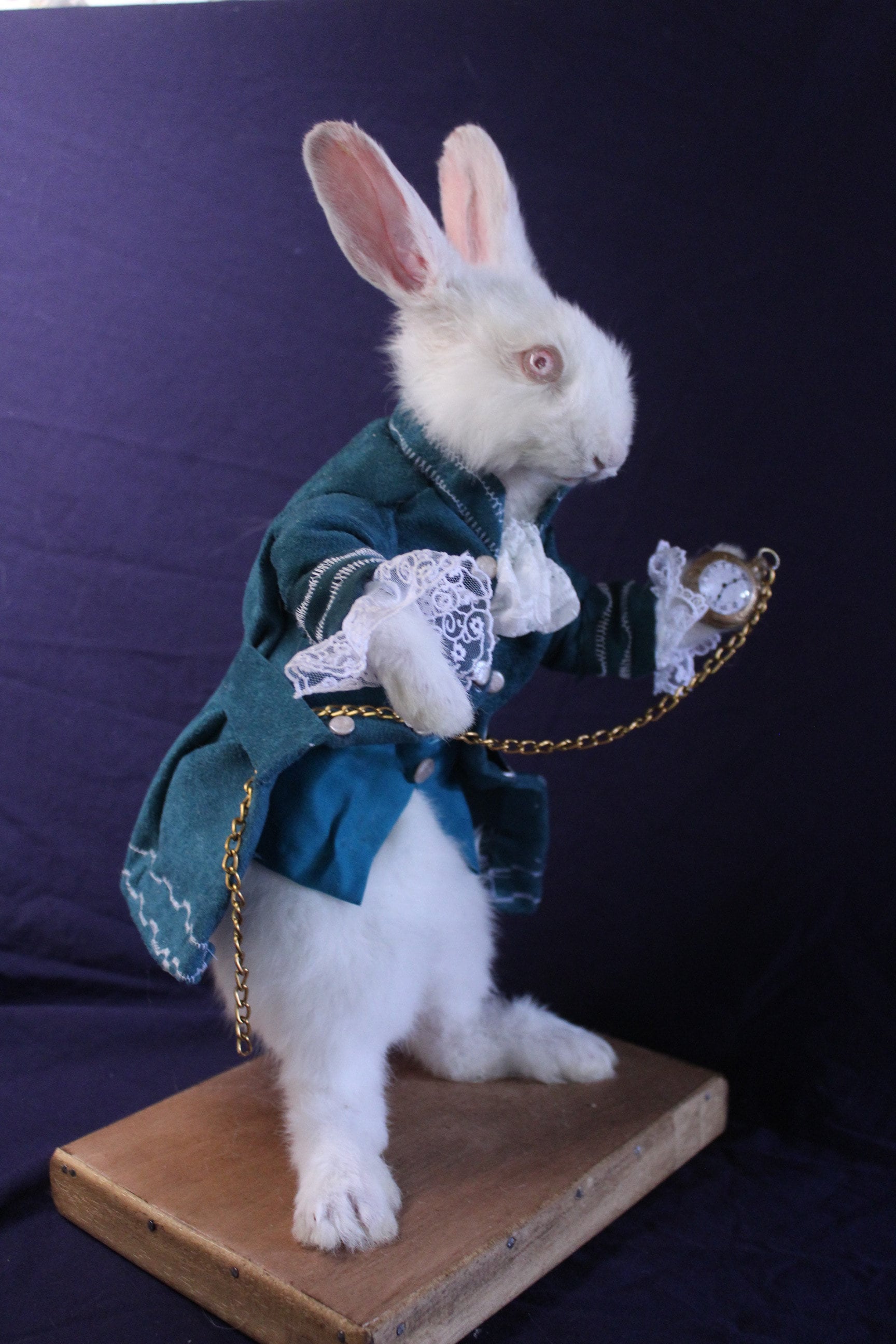 Taxidermy Rabbit Tale Wonderland Rodent Taxidermy Rabbit - Etsy