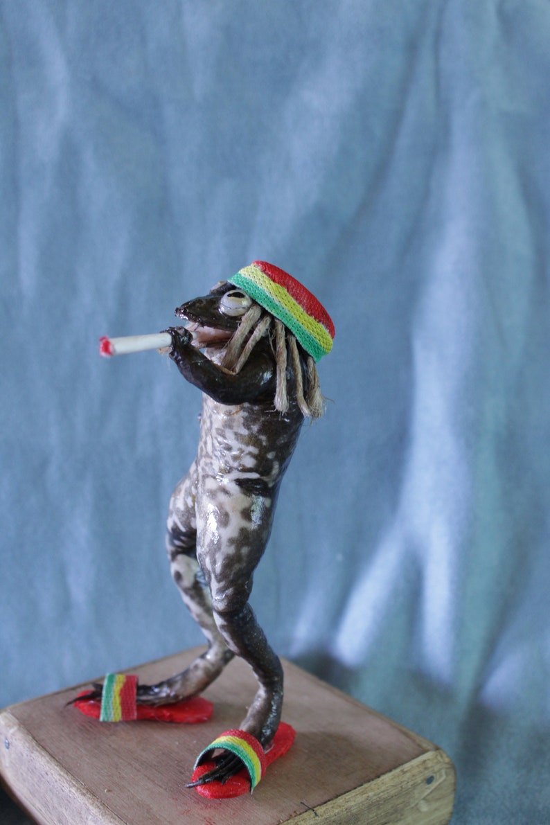 Taxidermy Anthropomorphic Frog Rasta Taxidermy Frog Rasta - Etsy