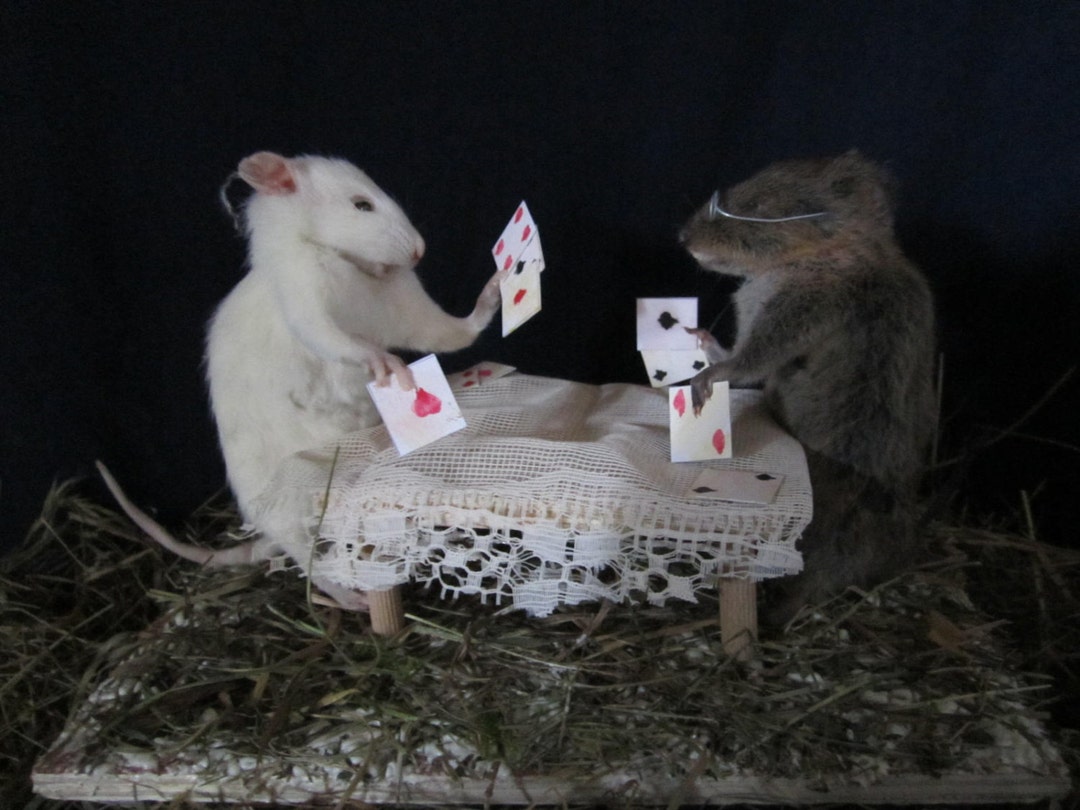 Taxidermy Rat Card Player Taxidermy Rat Cabinet of Curiosities Oddities ...