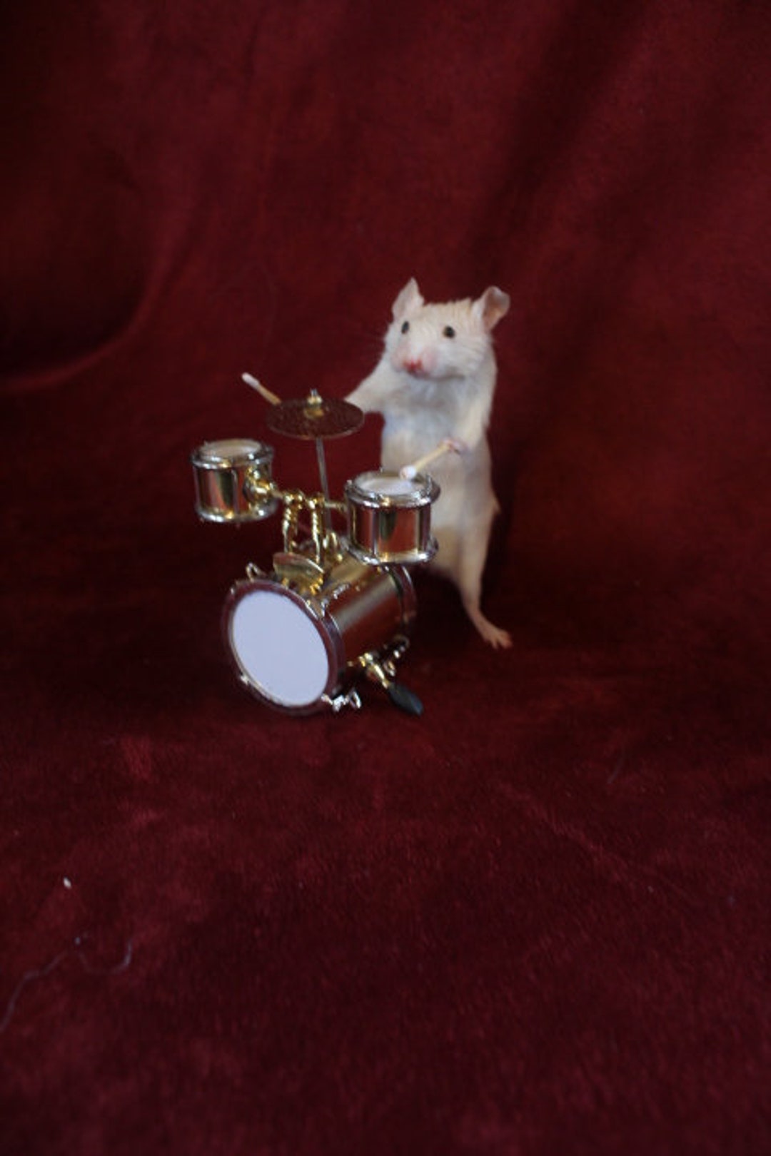 Taxidermy Mouse Drummer Taxidermy Mouse Musician Cabinet of Curiosities ...