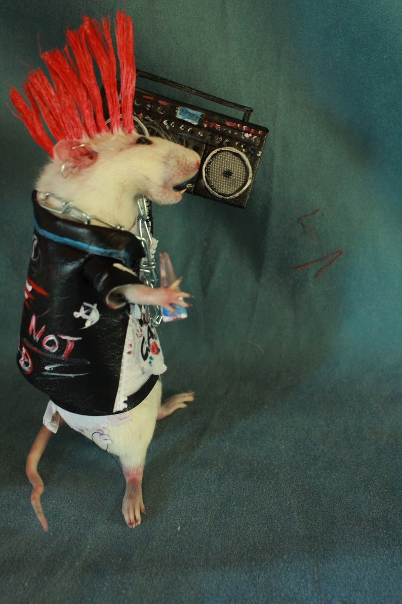 Taxidermy Rat Punk Radio Taxidermy Rat Punk Cabinet of | Etsy
