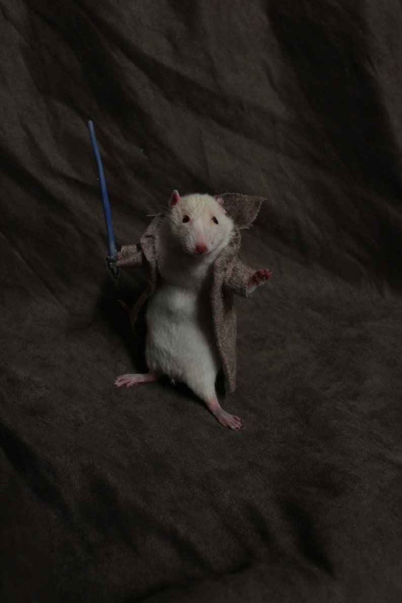 Taxidermie rat jedi stars wars taxidermy rat kuriose praxis | Etsy