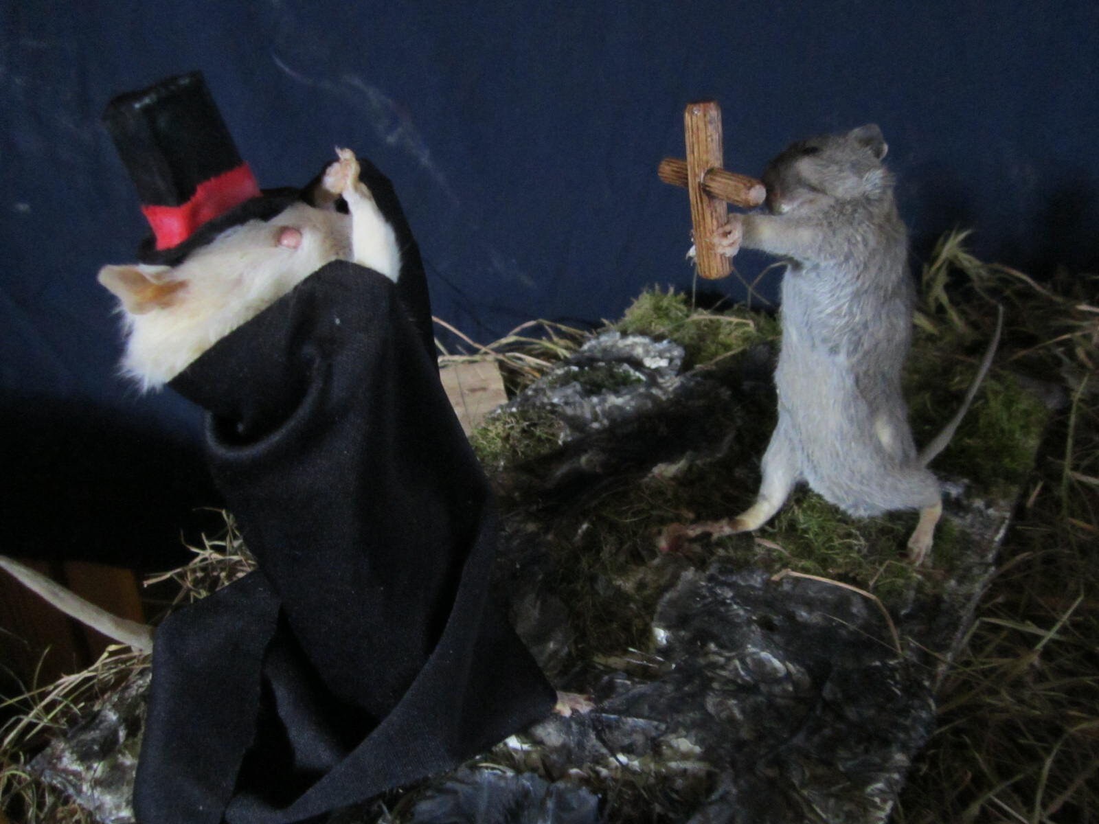 Taxidermy rat vampire taxidermy rat curiosity cabinet oddities | Etsy