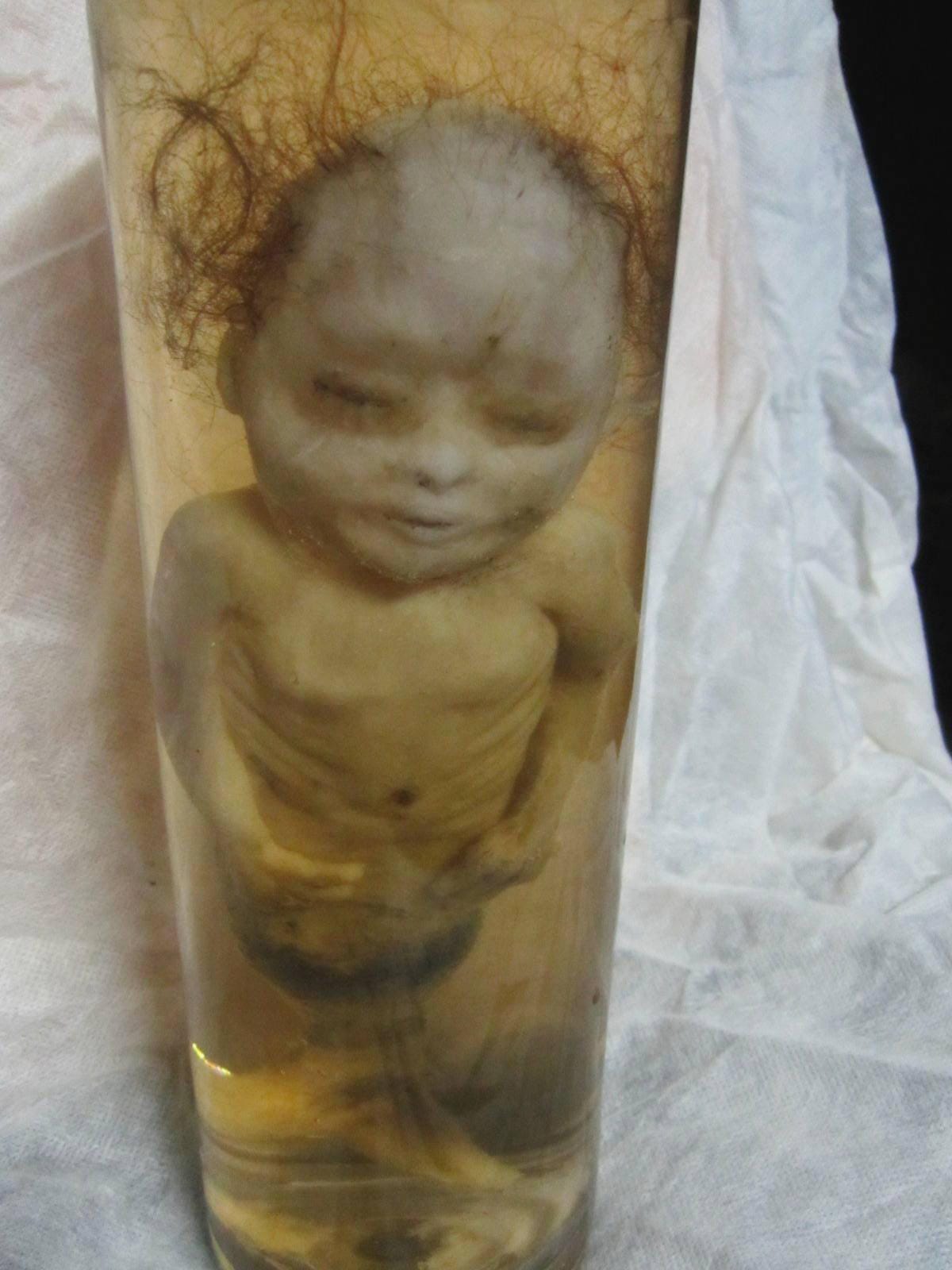 Taxidermy Cabinet of Curiosities Fetus Silicone Mermaid Formaldehyde ...