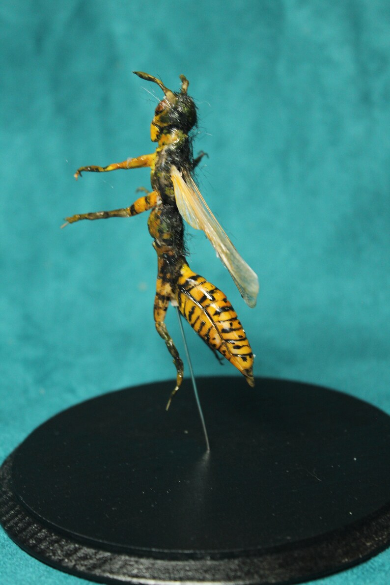 Taxidermie faux insecte alien frelon guepe réaliste - Etsy France