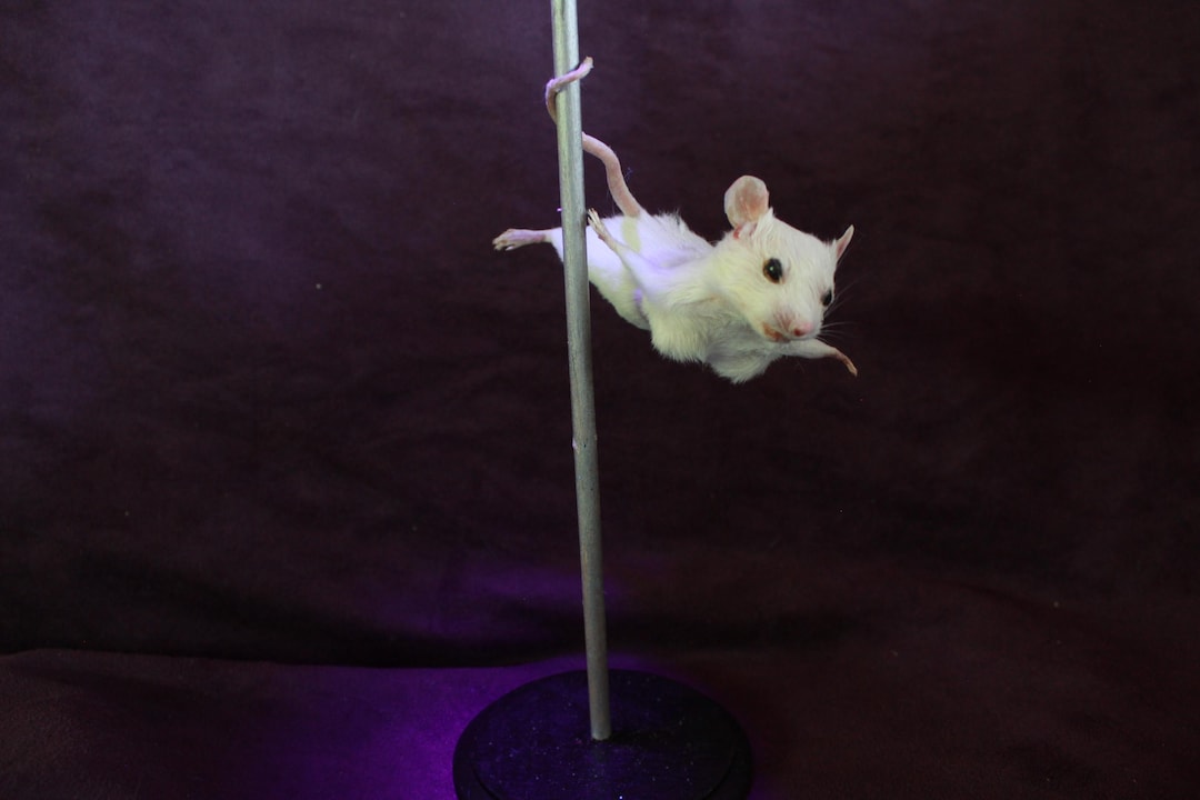 Taxidermy Rat Mouse Mouse Stripper Taxidermy Rat Curiosity Oditties - Etsy