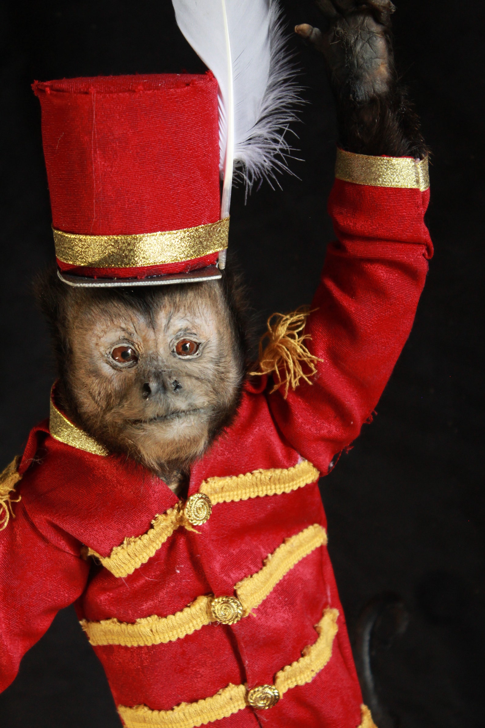 Taxidermy monkey circus capuchin circus cabinet of curiosity | Etsy