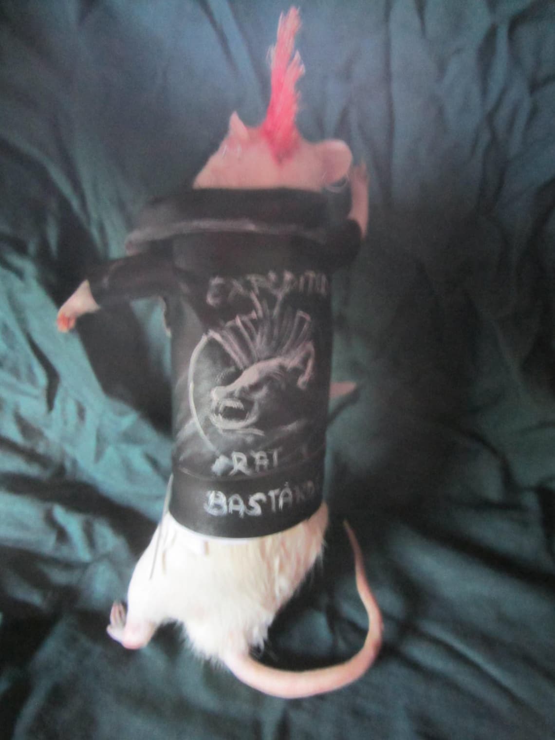 Taxidermy rat punk taxidermy rat punk cabinet of curiosity | Etsy